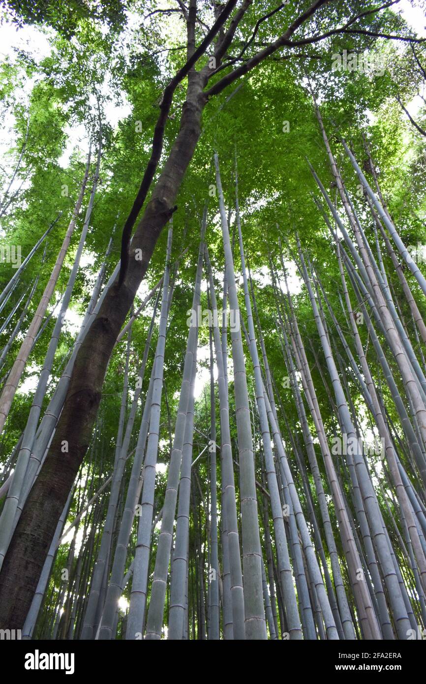 Kyoto, Japan - March 31st 2019; Arashiyama Bamboo grove Stock Photo - Alamy