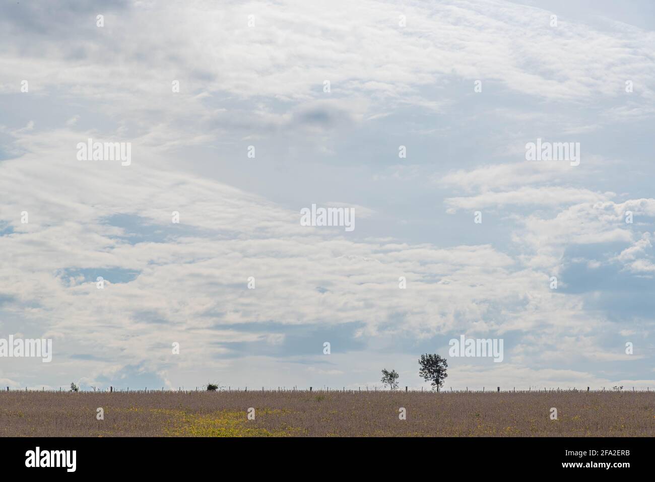 Rural landscape in soybean fields in Brazil. Area of farms and ...