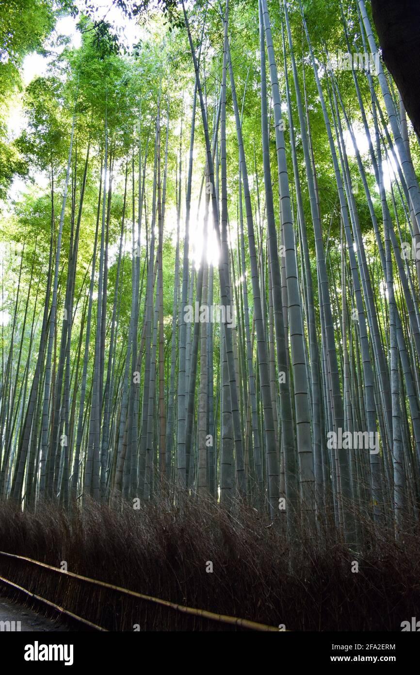 Kyoto, Japan - March 31st 2019; Arashiyama Bamboo grove Stock Photo - Alamy