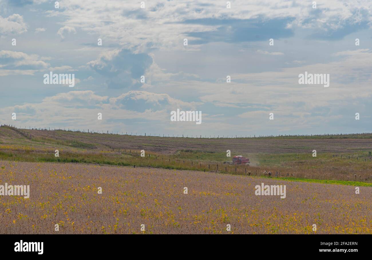 Rural landscape in soybean fields in Brazil. Area of farms and ...