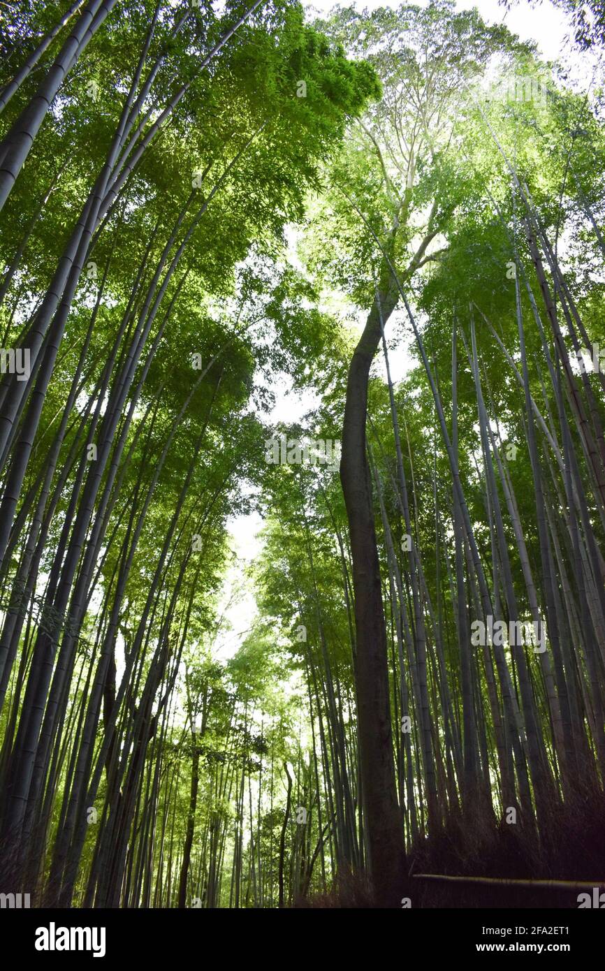 Kyoto, Japan - March 31st 2019; Arashiyama Bamboo grove Stock Photo - Alamy