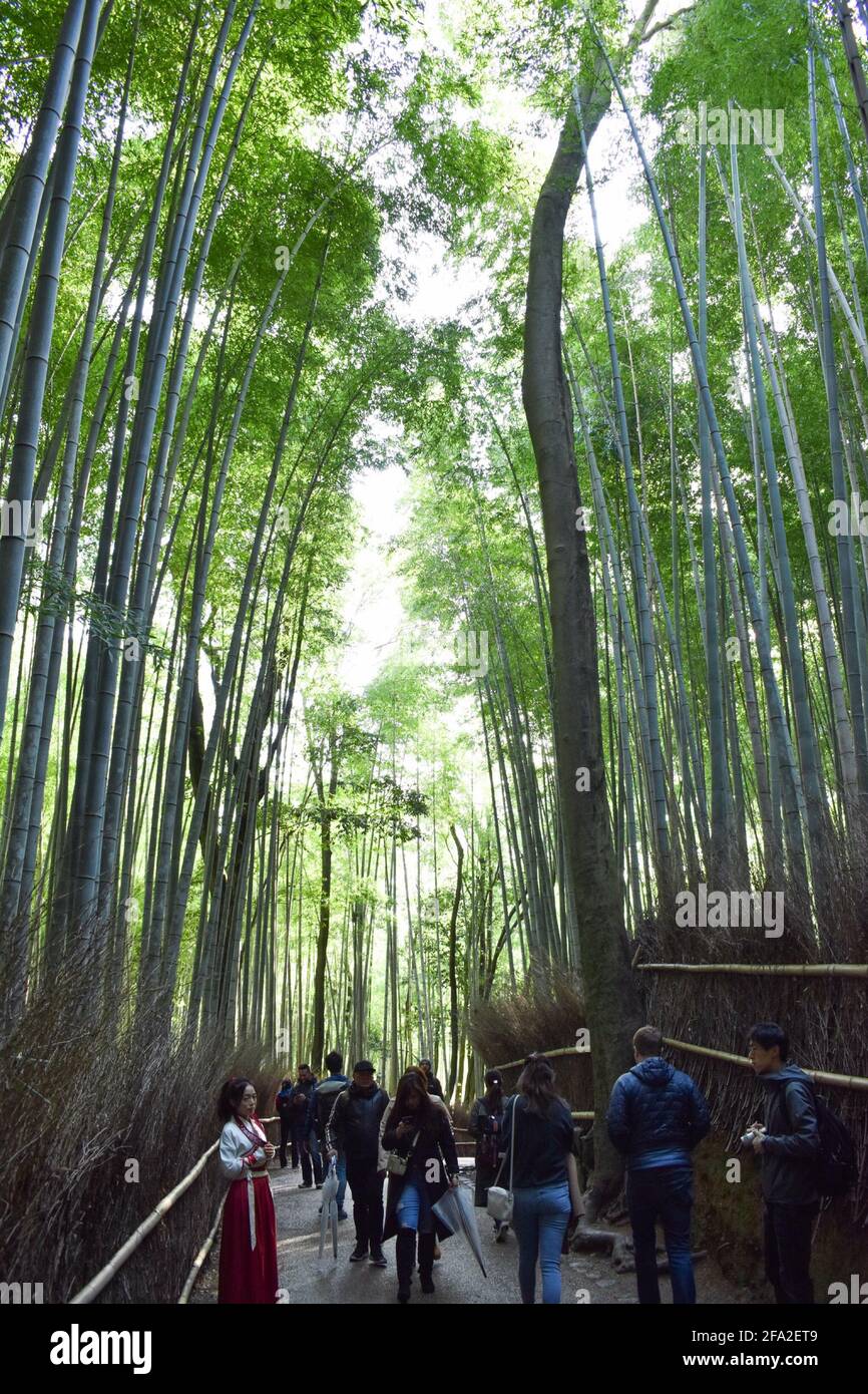 Kyoto, Japan - March 31st 2019; Arashiyama Bamboo grove Stock Photo - Alamy