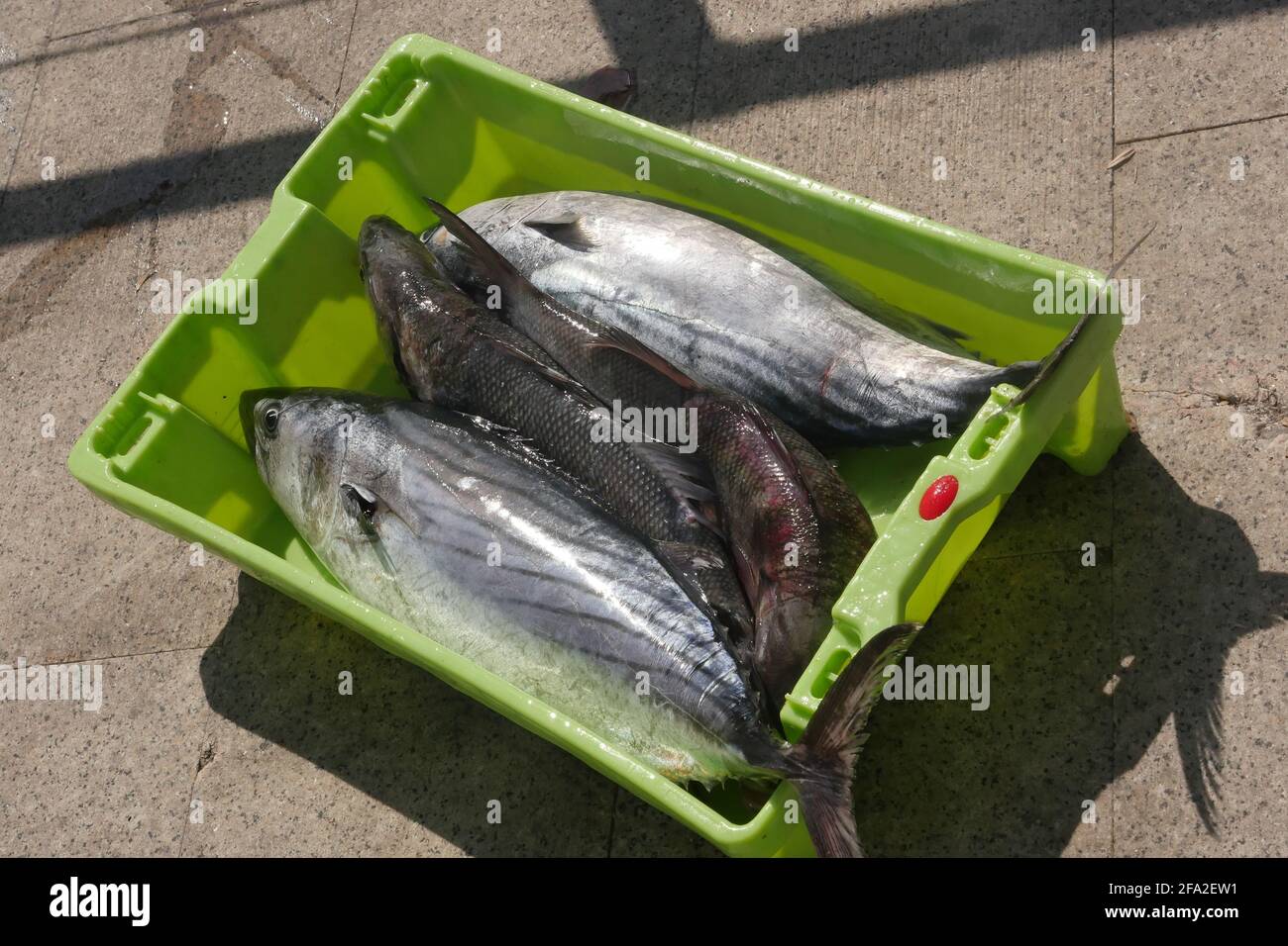 Salmonete red mullet fish market hi-res stock photography and images ...