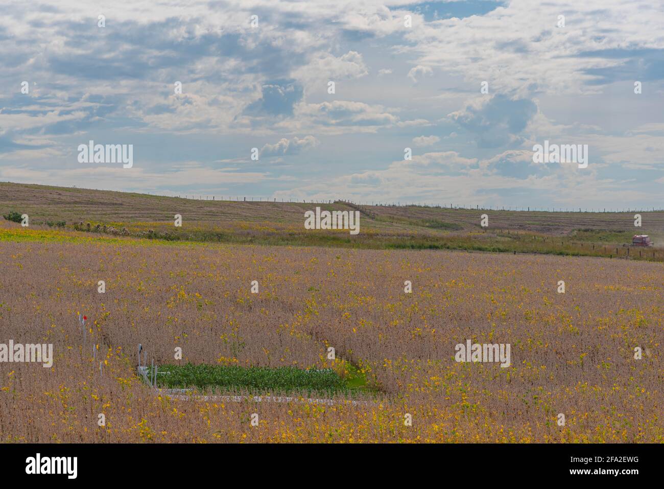Rural landscape in soybean fields in Brazil. Area of farms and ...