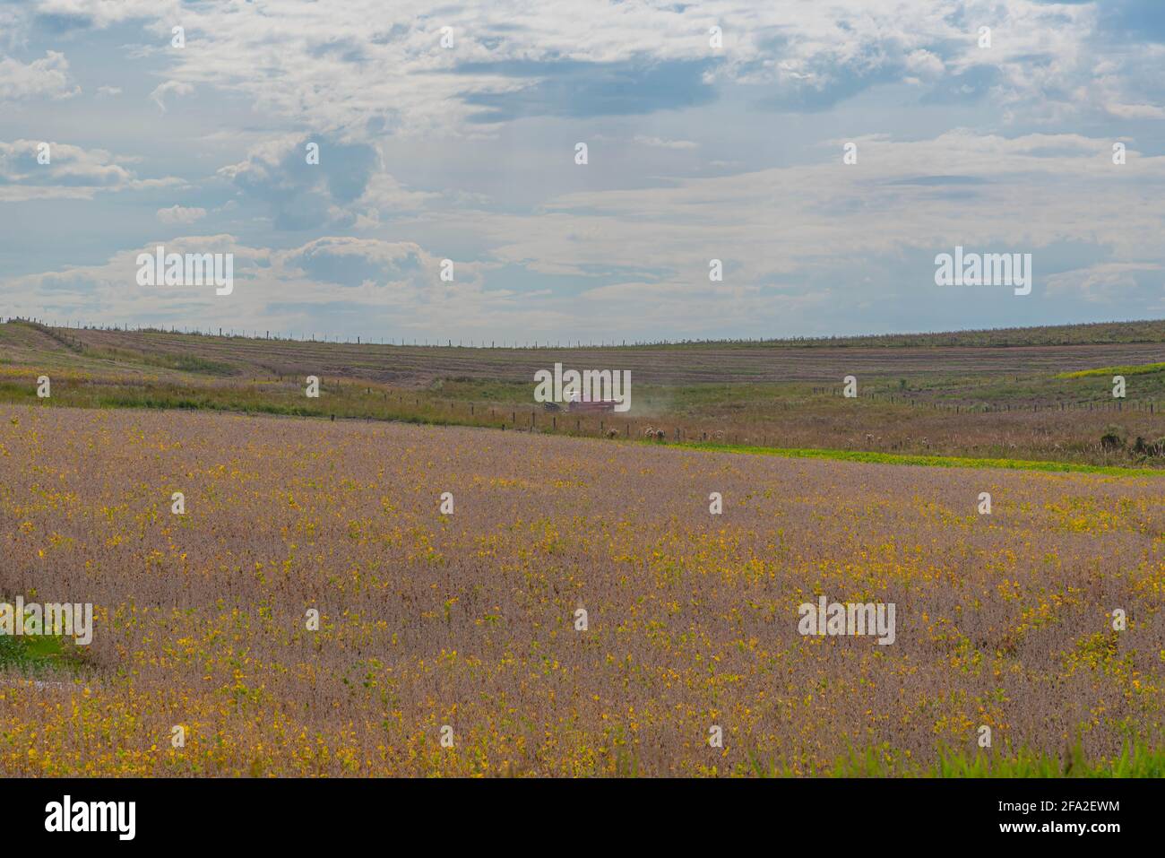 Rural landscape in soybean fields in Brazil. Area of farms and ...