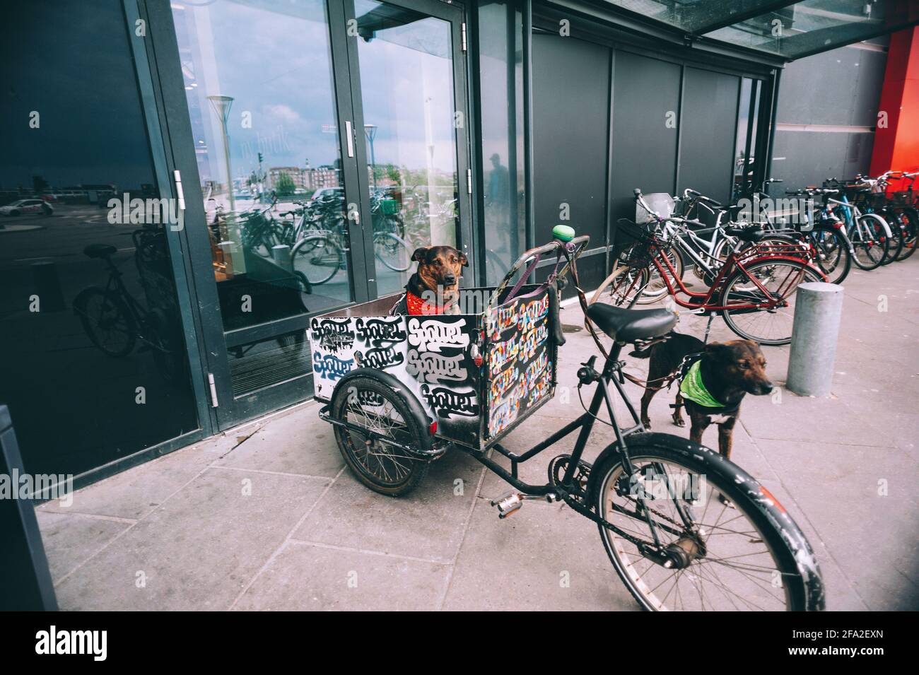 Copenhagen, Denmark - June 6, 2014. Two dogs at a bicycle cart are ...