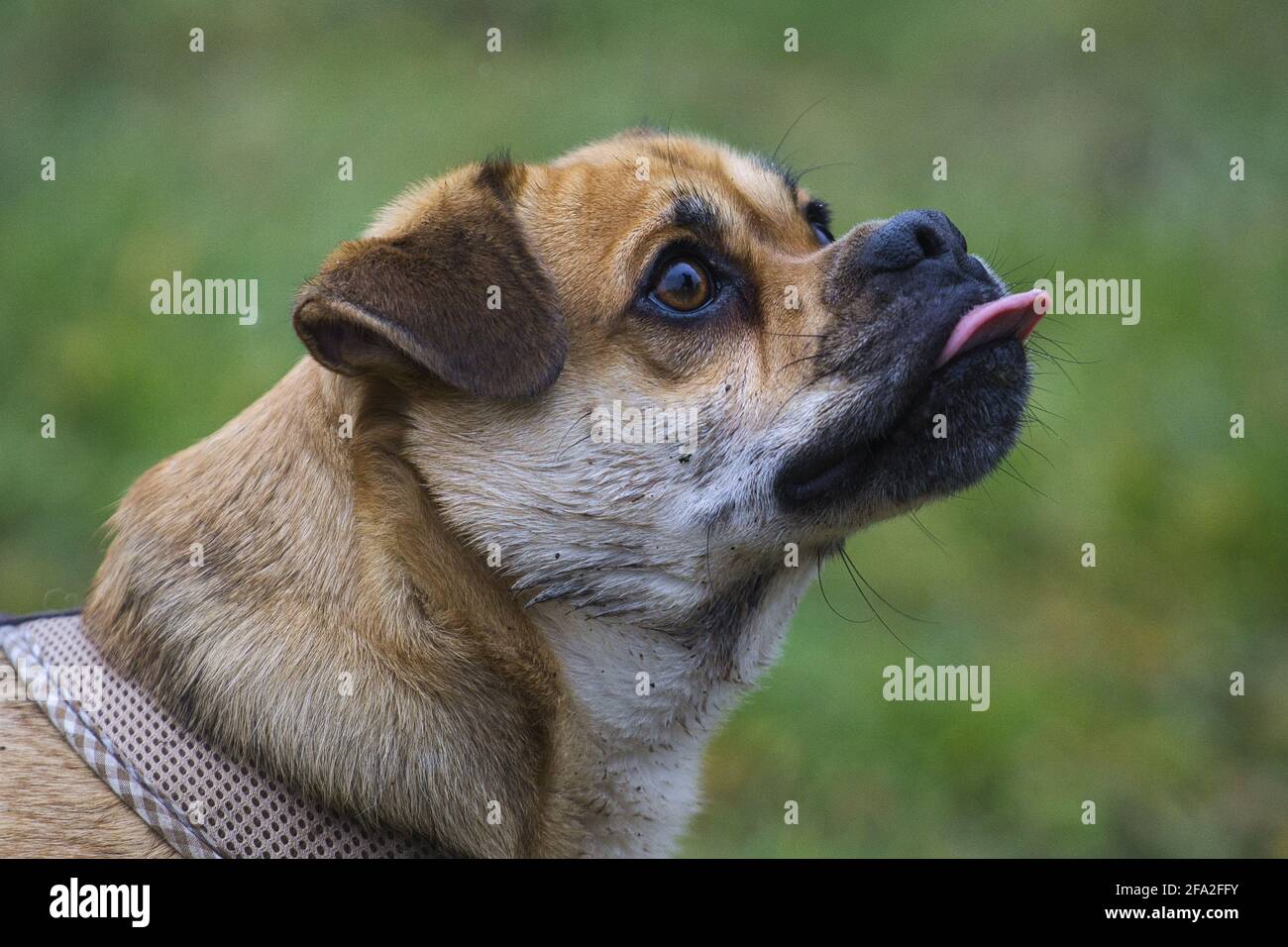 Side profile of a cute pug with its tongue out in the blurred green ...