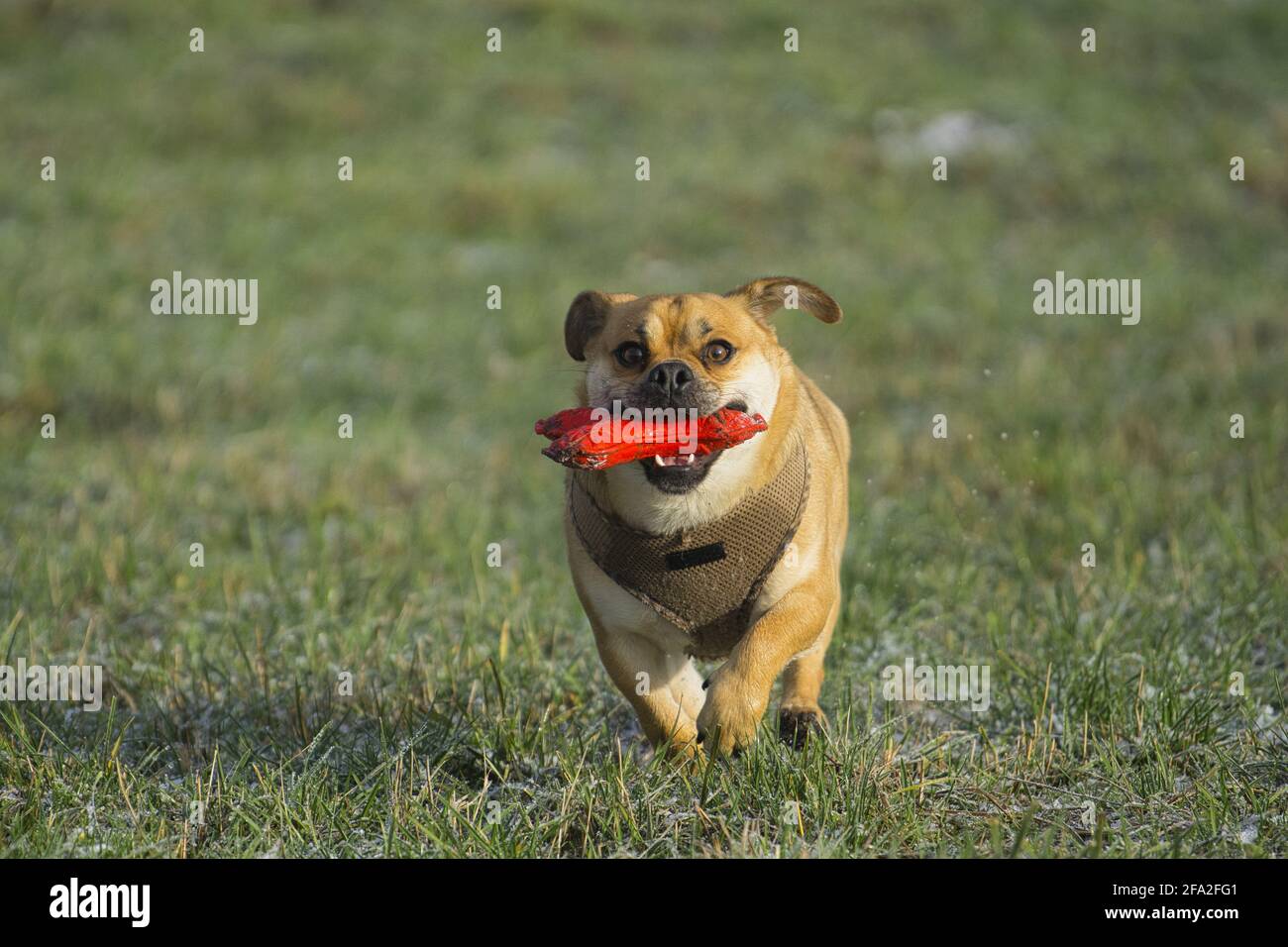 Happy dog pug breed running hi-res stock photography and images - Alamy