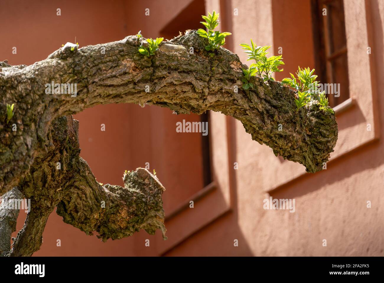Old tree branches with new young leaves with vintage building wall ...