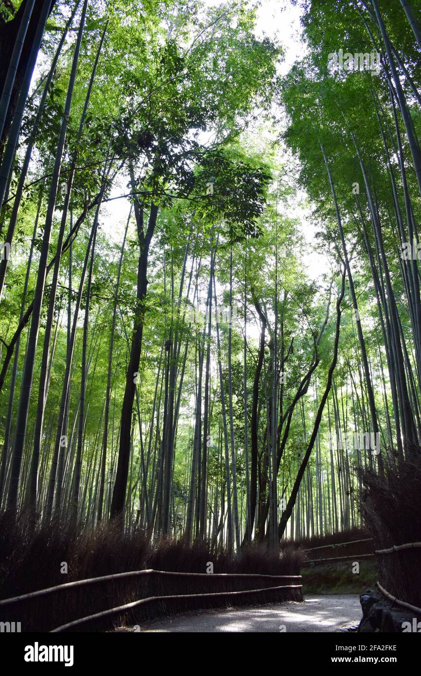 Kyoto, Japan - March 31st 2019; Arashiyama Bamboo grove Stock Photo - Alamy