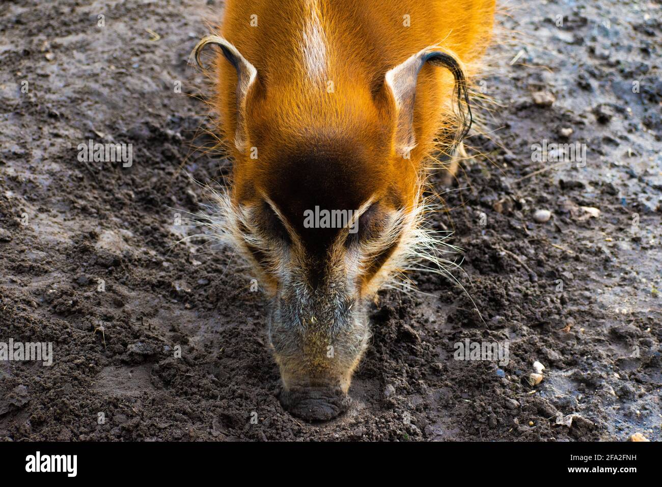 Top view of a head of a brush eared pig Stock Photo - Alamy