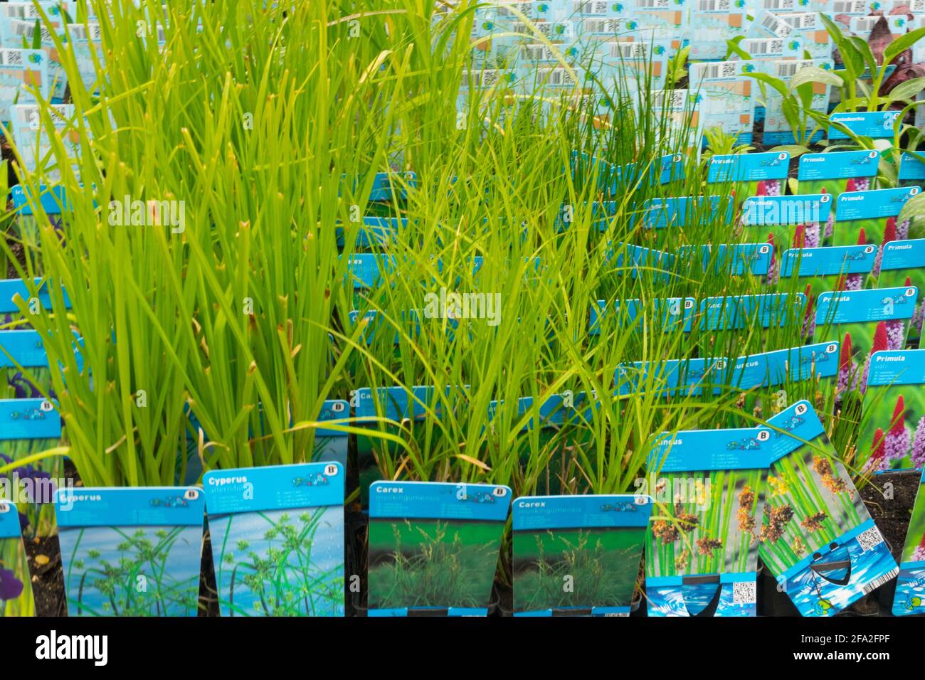 Potted seedlings of perennials for sale in the garden centre, spring ...