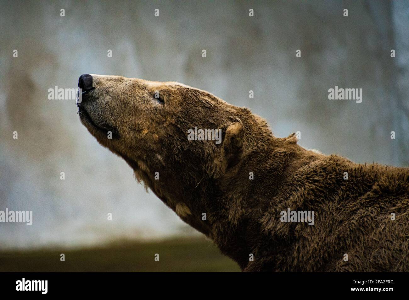 Closeup of a head of a cute grizzly bear Stock Photo - Alamy