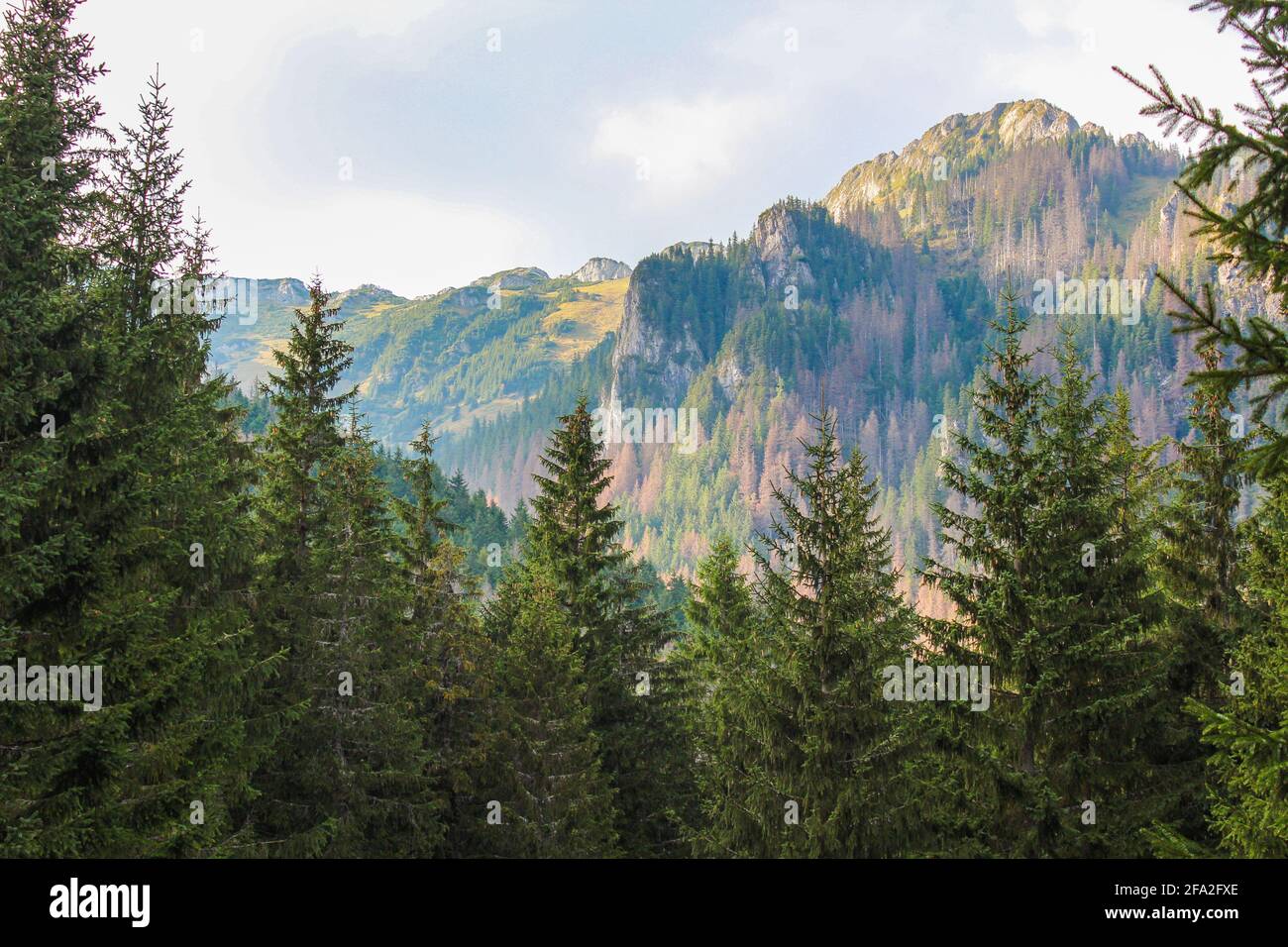 Beautiful forrest landscape. European green mountains Stock Photo - Alamy