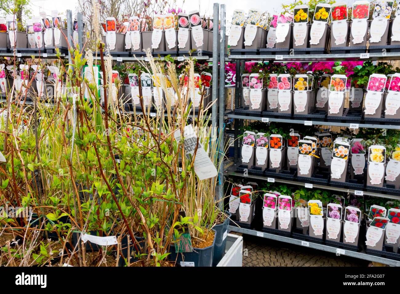 Roses display garden centre hi-res stock photography and images - Alamy
