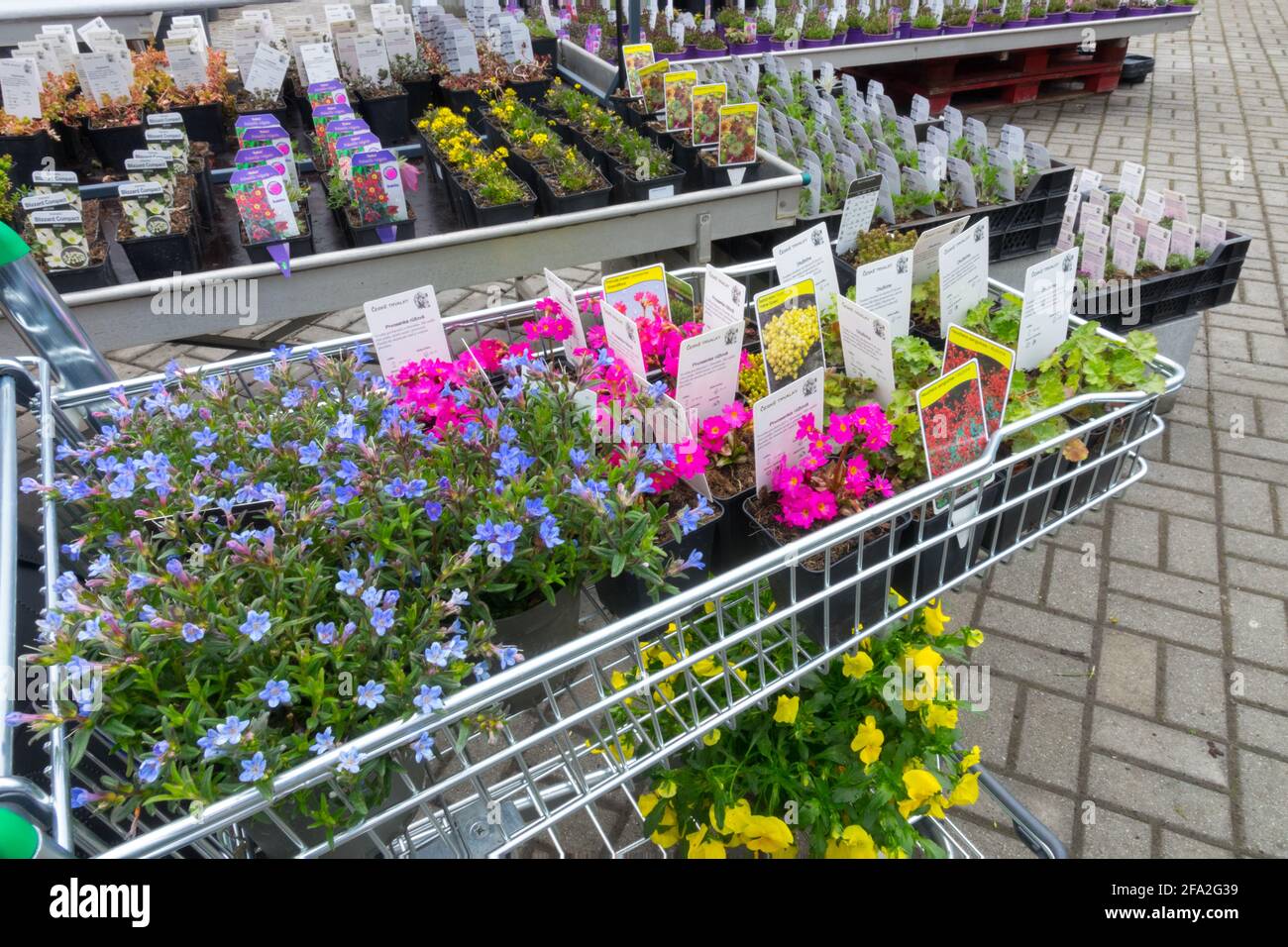 Shopping cart full of plants, trolley of young perennial plants for ...