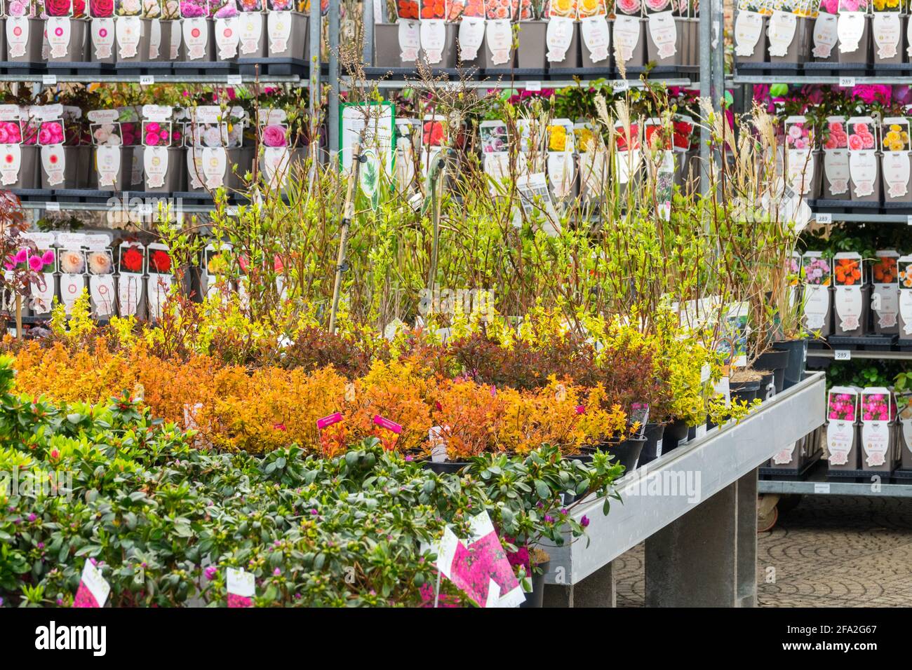 Offer plants for sale in the garden centre, supermarket plants in ...