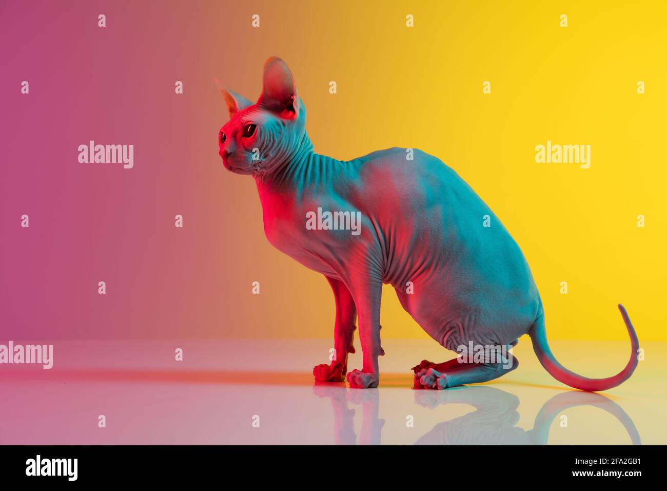 Cute sphynx cat, kitty posing isolated over gradient studio background ...