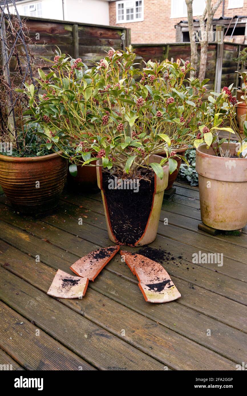 Broken pot garden hi-res stock photography and images - Alamy