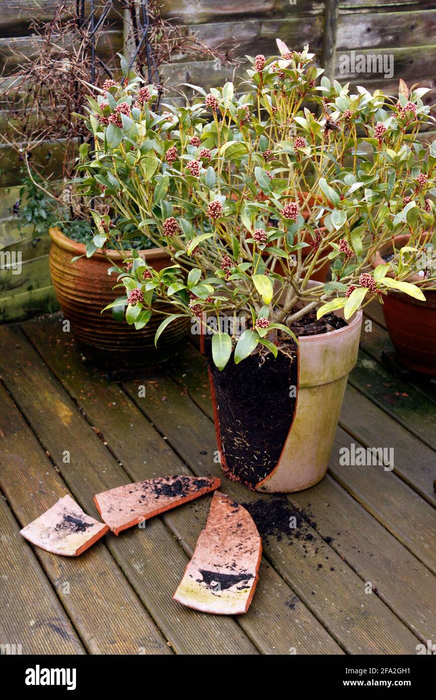 Broken pot garden hi-res stock photography and images - Alamy