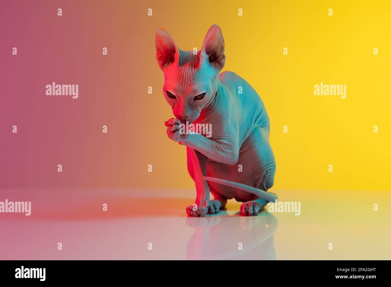 Cute sphynx cat, kitty posing isolated over gradient studio background ...