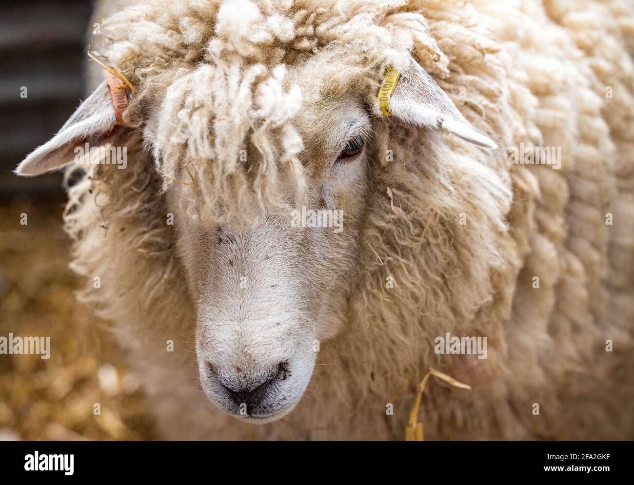 Romney ram hi-res stock photography and images - Alamy