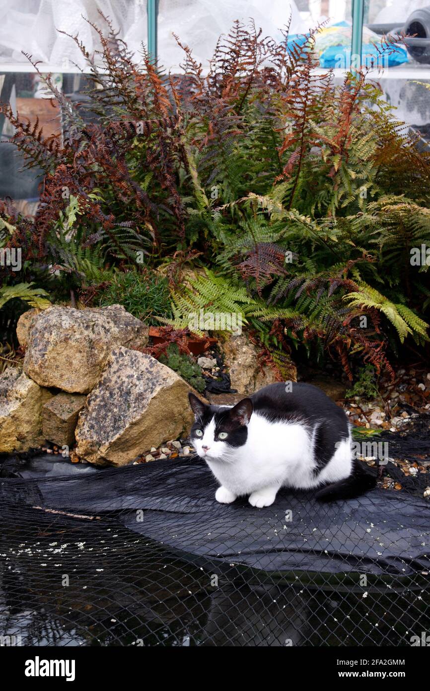 Crouching cat garden hi-res stock photography and images - Alamy