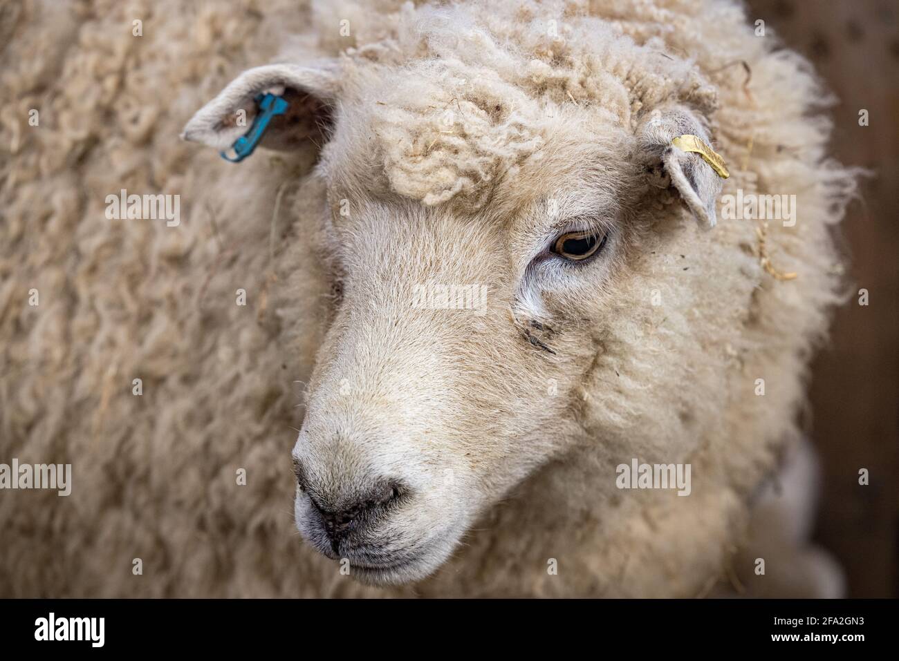 Romney sheep hi-res stock photography and images - Alamy