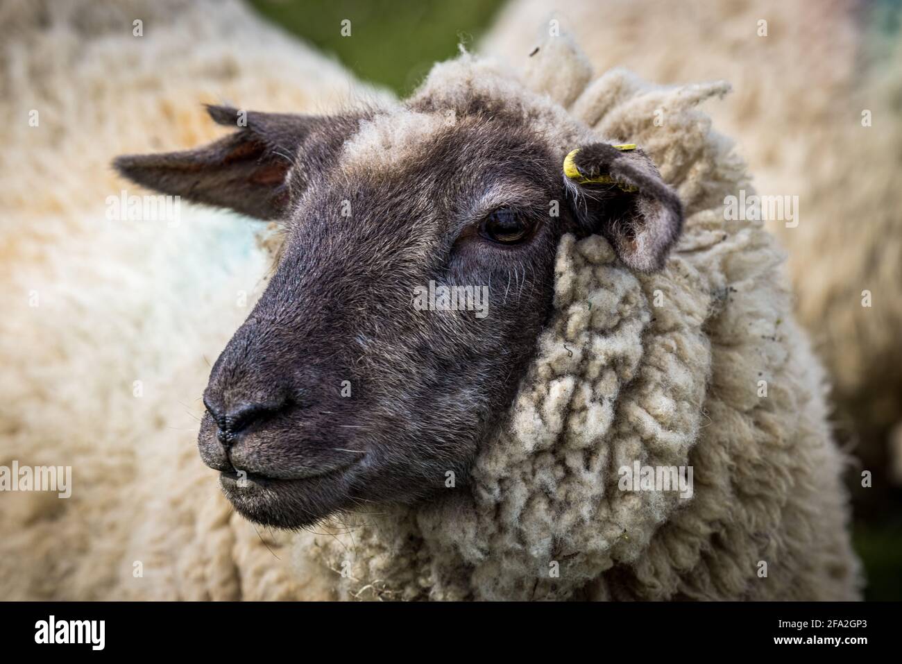 Suffolk Cross Sheep High Resolution Stock Photography and Images - Alamy