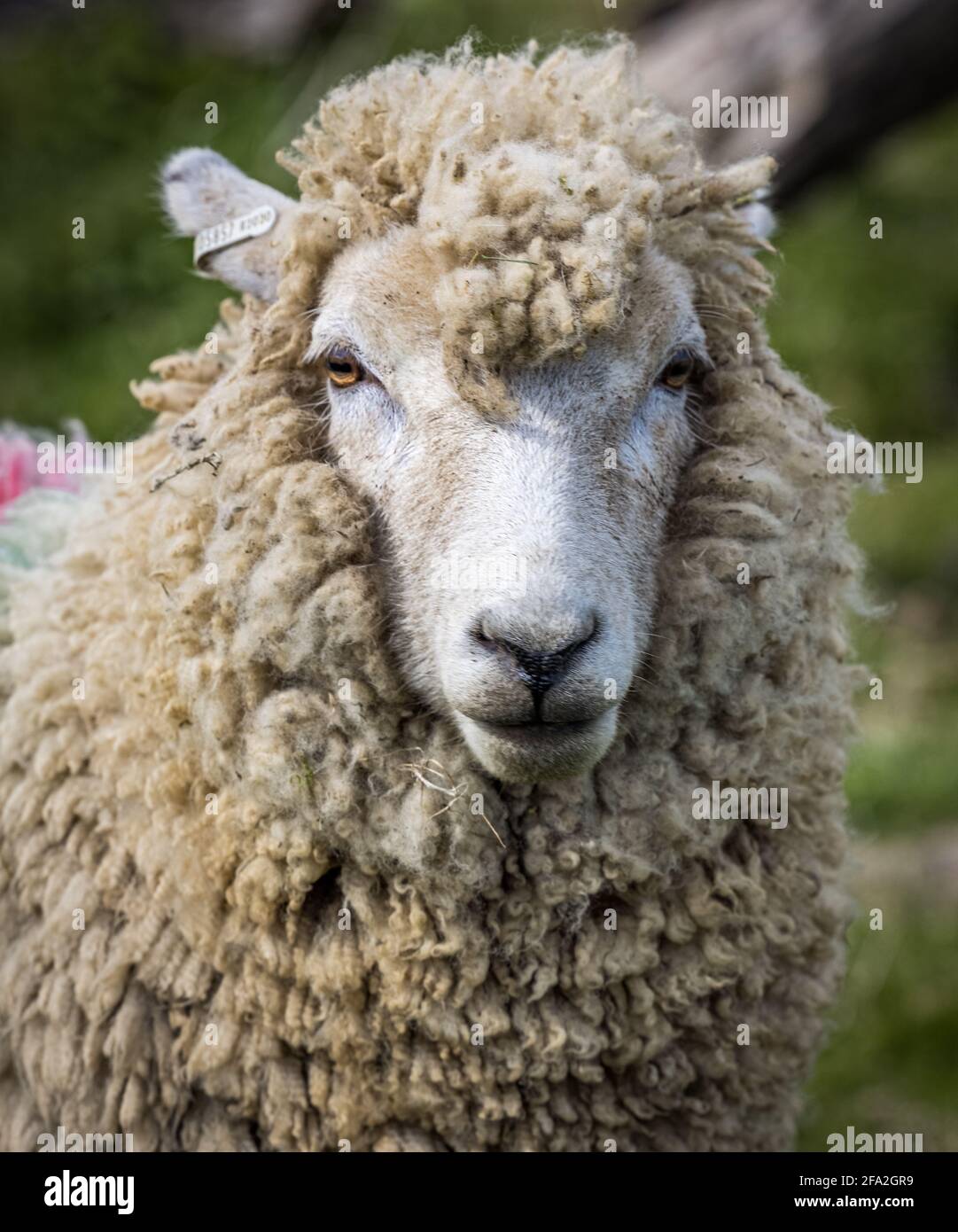 Romney sheep, East Sussex, England Stock Photo - Alamy