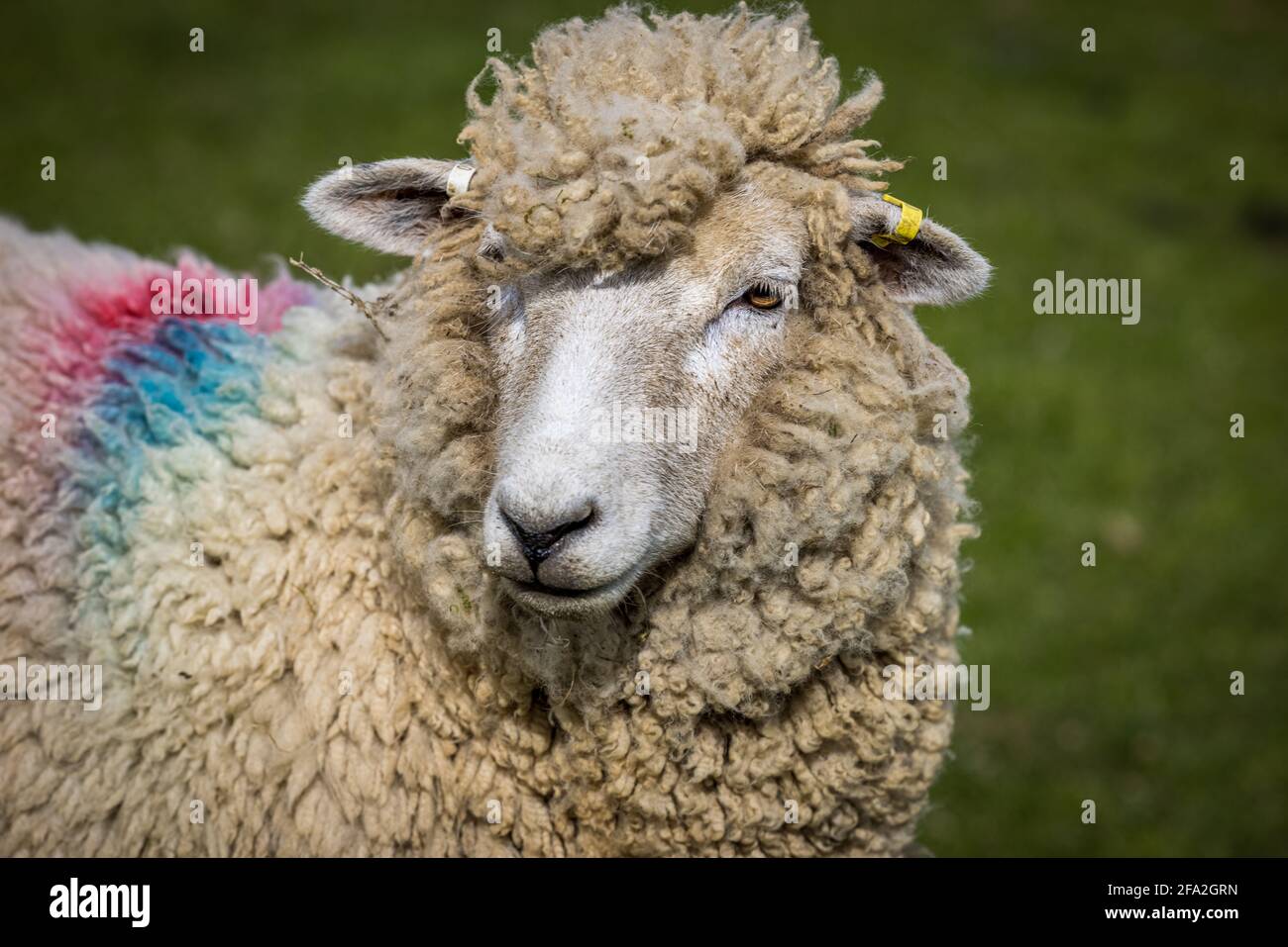 Romney sheep, East Sussex, England Stock Photo - Alamy