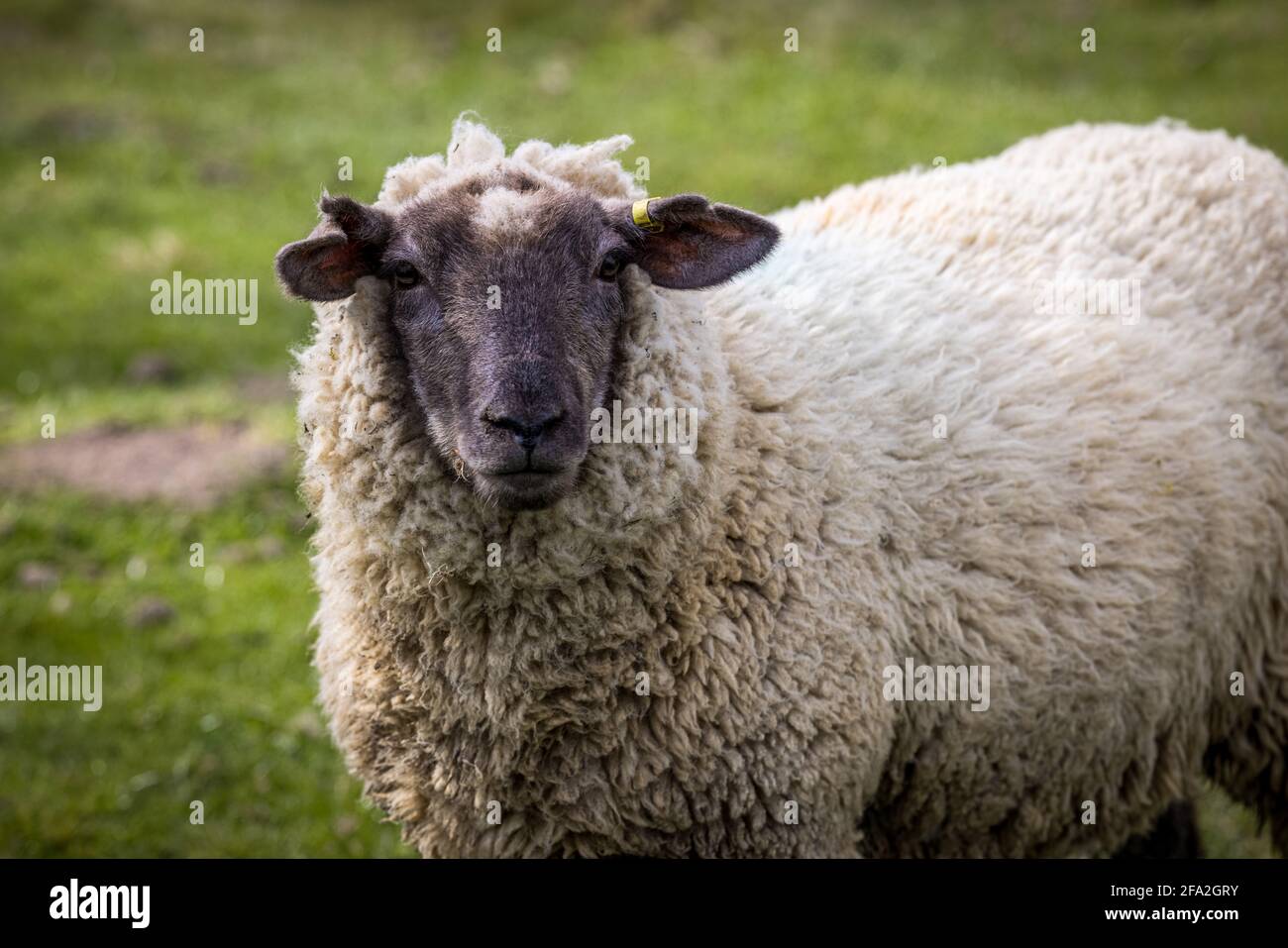 Suffolk Cross sheep, East Sussex, England Stock Photo - Alamy
