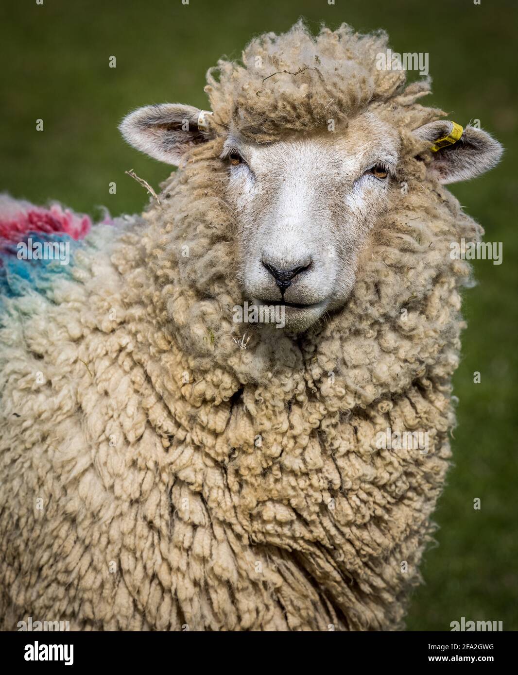 Romney sheep hi-res stock photography and images - Alamy