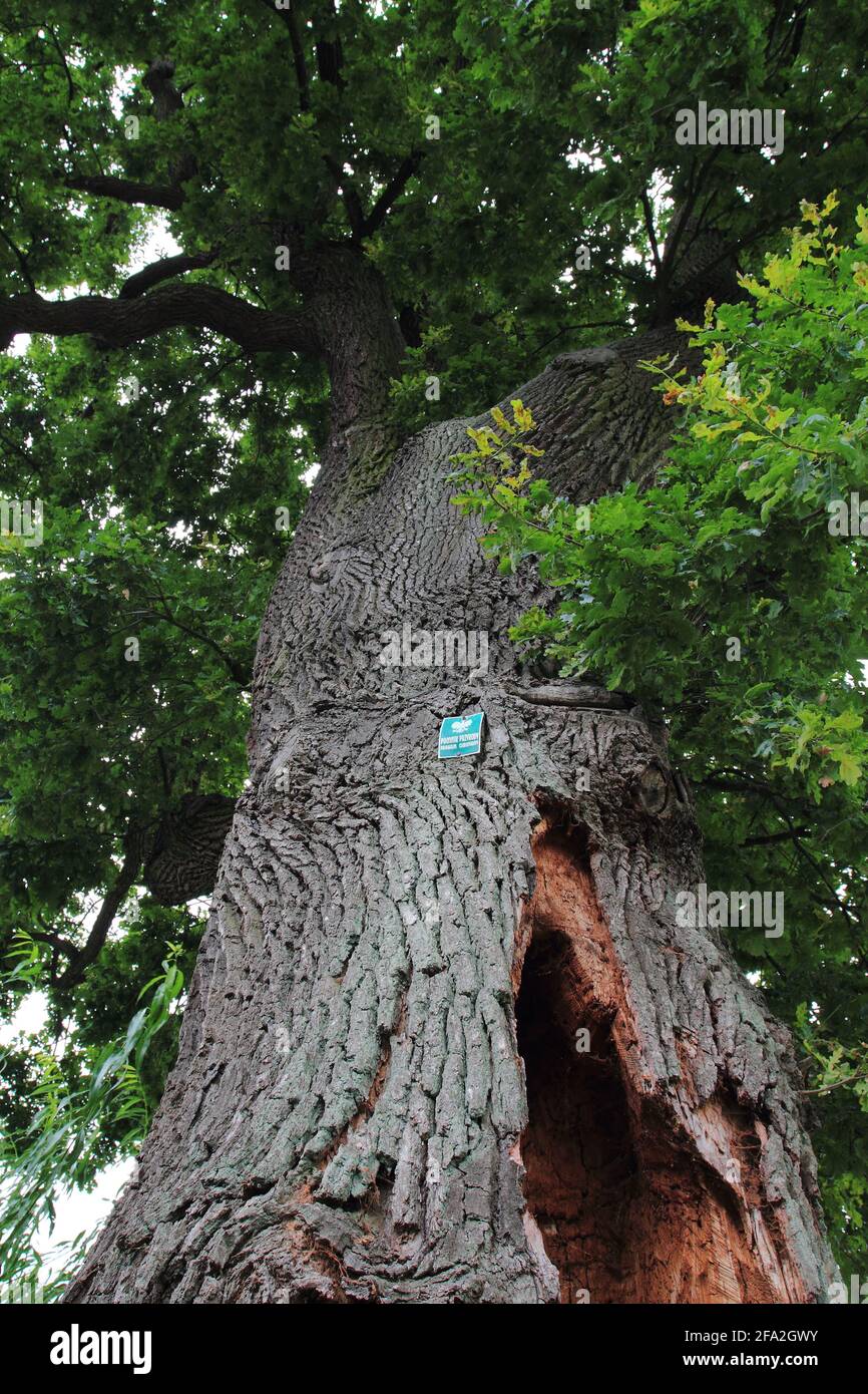 Old oak tree with natural monument sign on trunk Stock Photo - Alamy