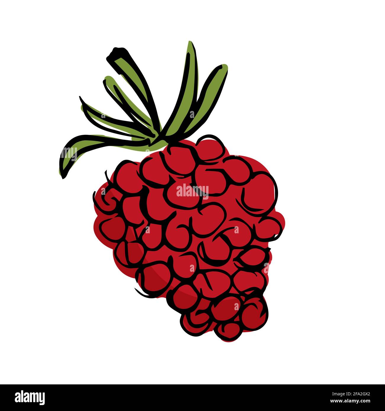Hand drawn raspberry illustration isolated on white background Stock ...