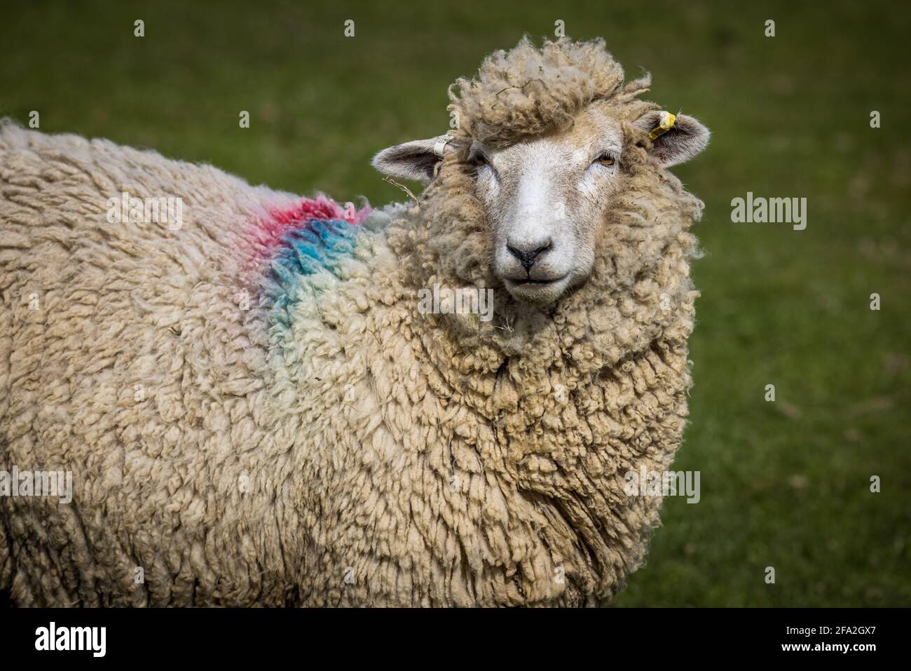 Romney ram hi-res stock photography and images - Alamy