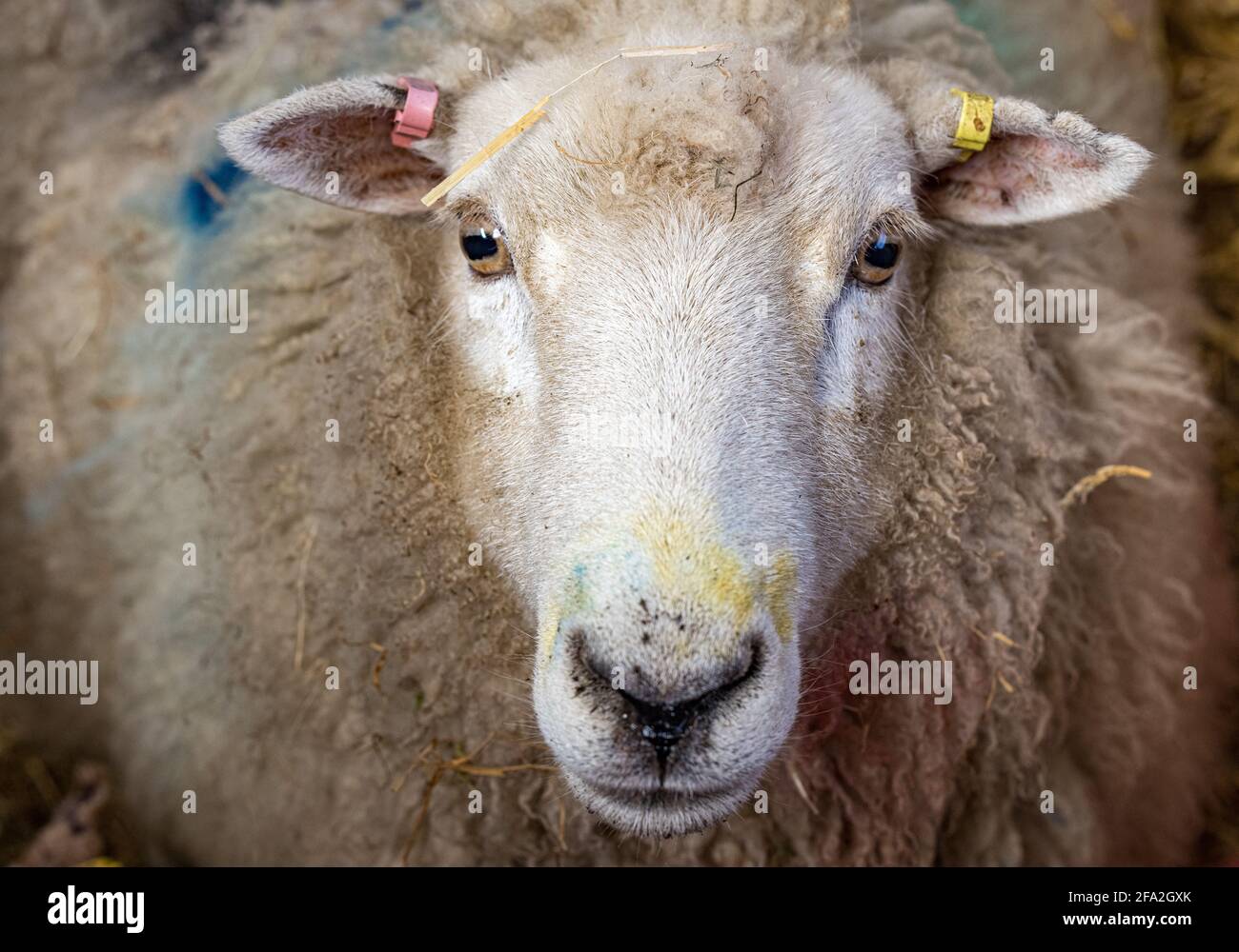 Flock of romney sheep hi-res stock photography and images - Alamy
