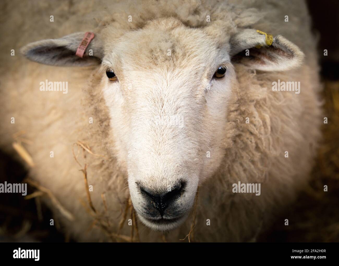 Romney sheep, East Sussex, England Stock Photo - Alamy