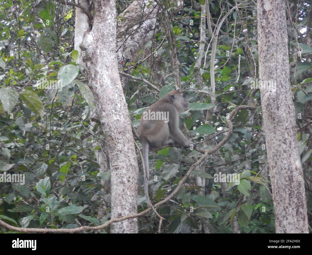 Brown monkey sitting on tree in Malaysia Stock Photo - Alamy