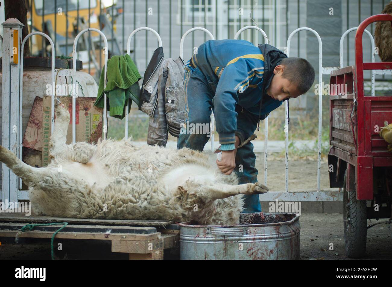 Lamb Slaughter Halal