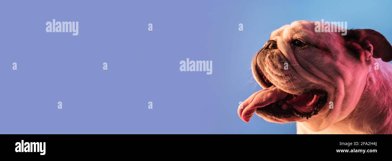 Top view english bulldog dog hi-res stock photography and images - Alamy