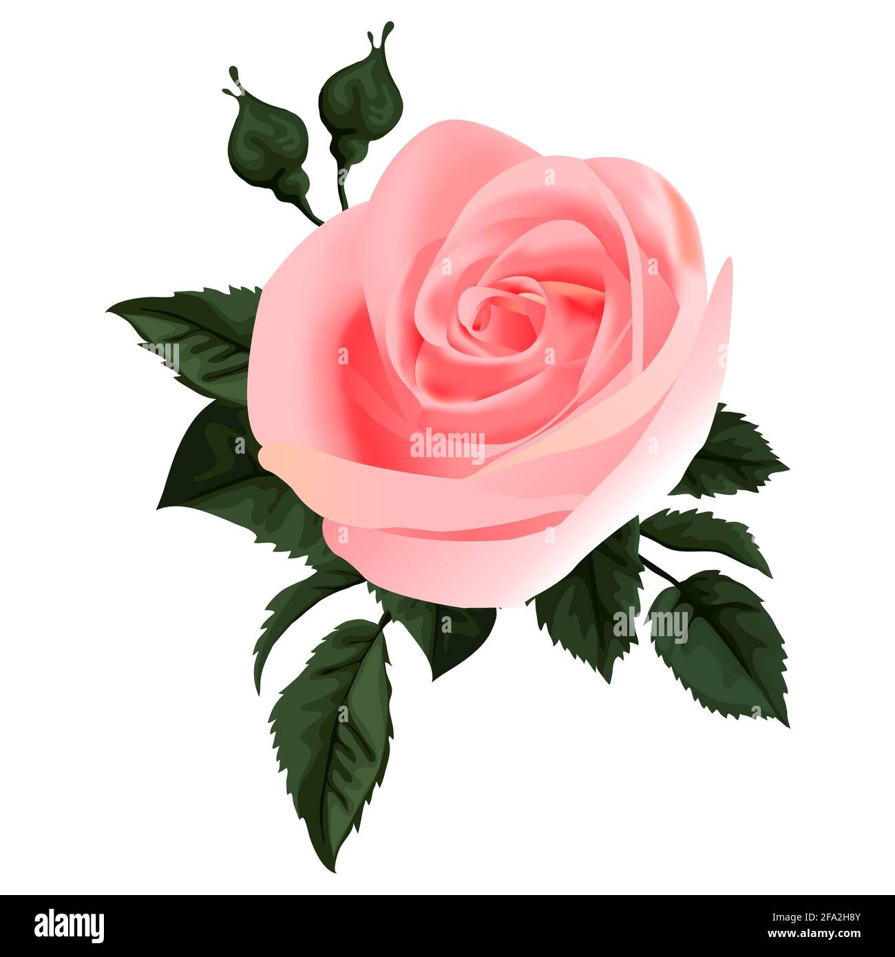 Pink rose with leaves Stock Vector Images - Alamy