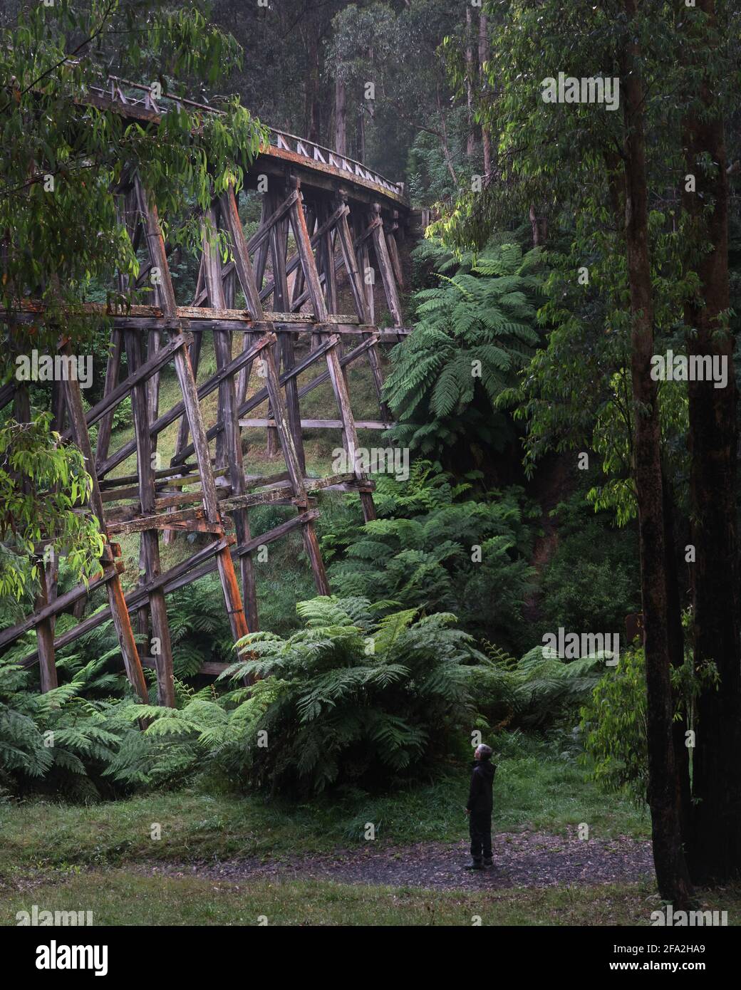Noojee Trestle Bridge Stock Photo - Alamy