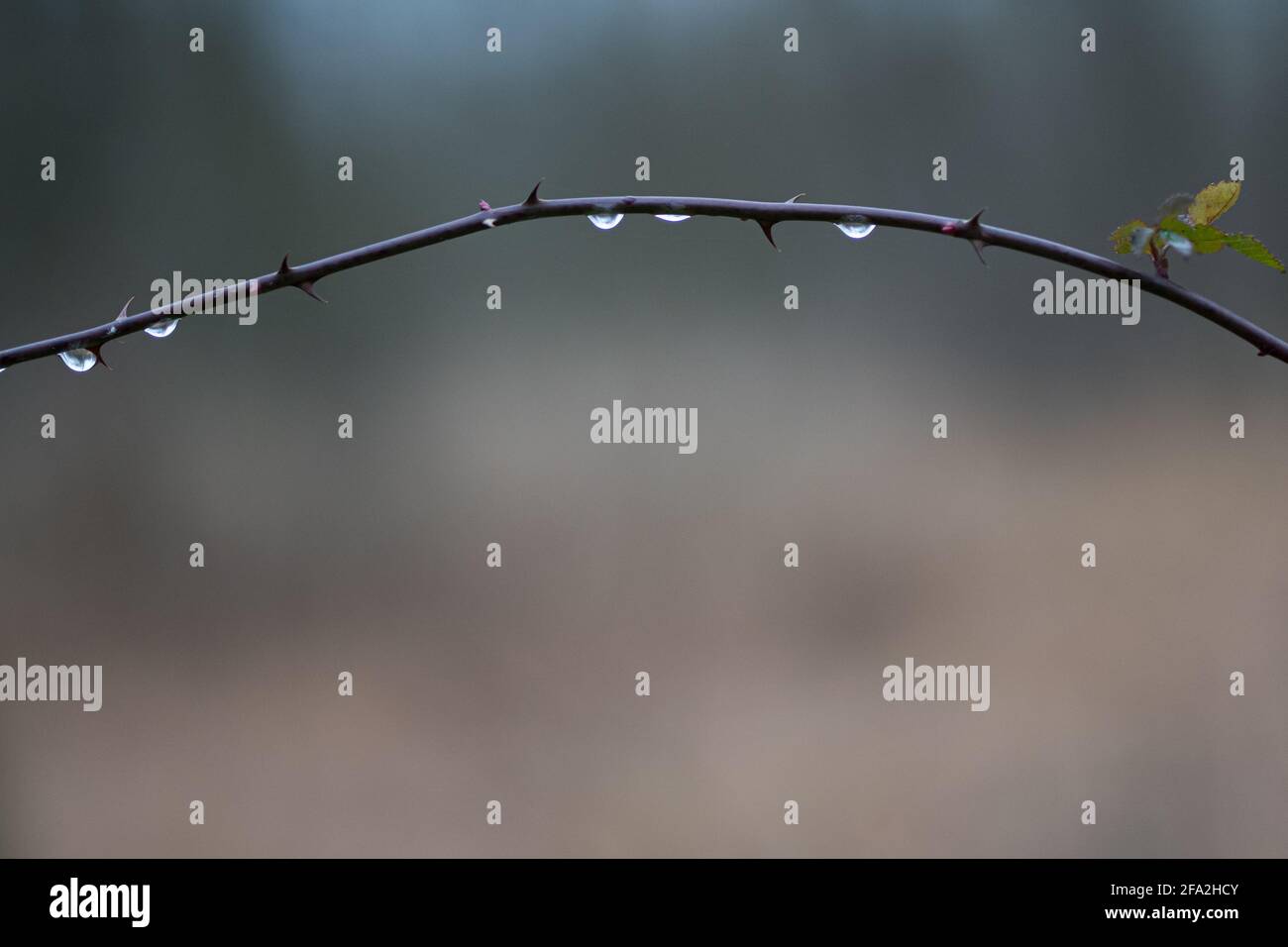 Winter drops of rain on a tiny branch Stock Photo - Alamy