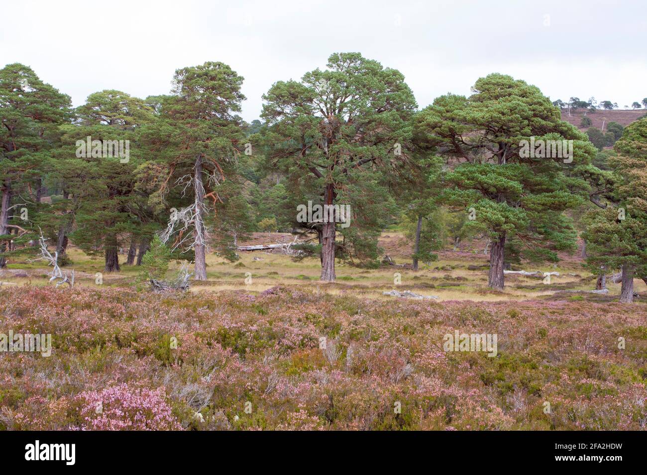 Scots Pine Trees, Pinus sylvestris, growing on moorland on the Mar ...