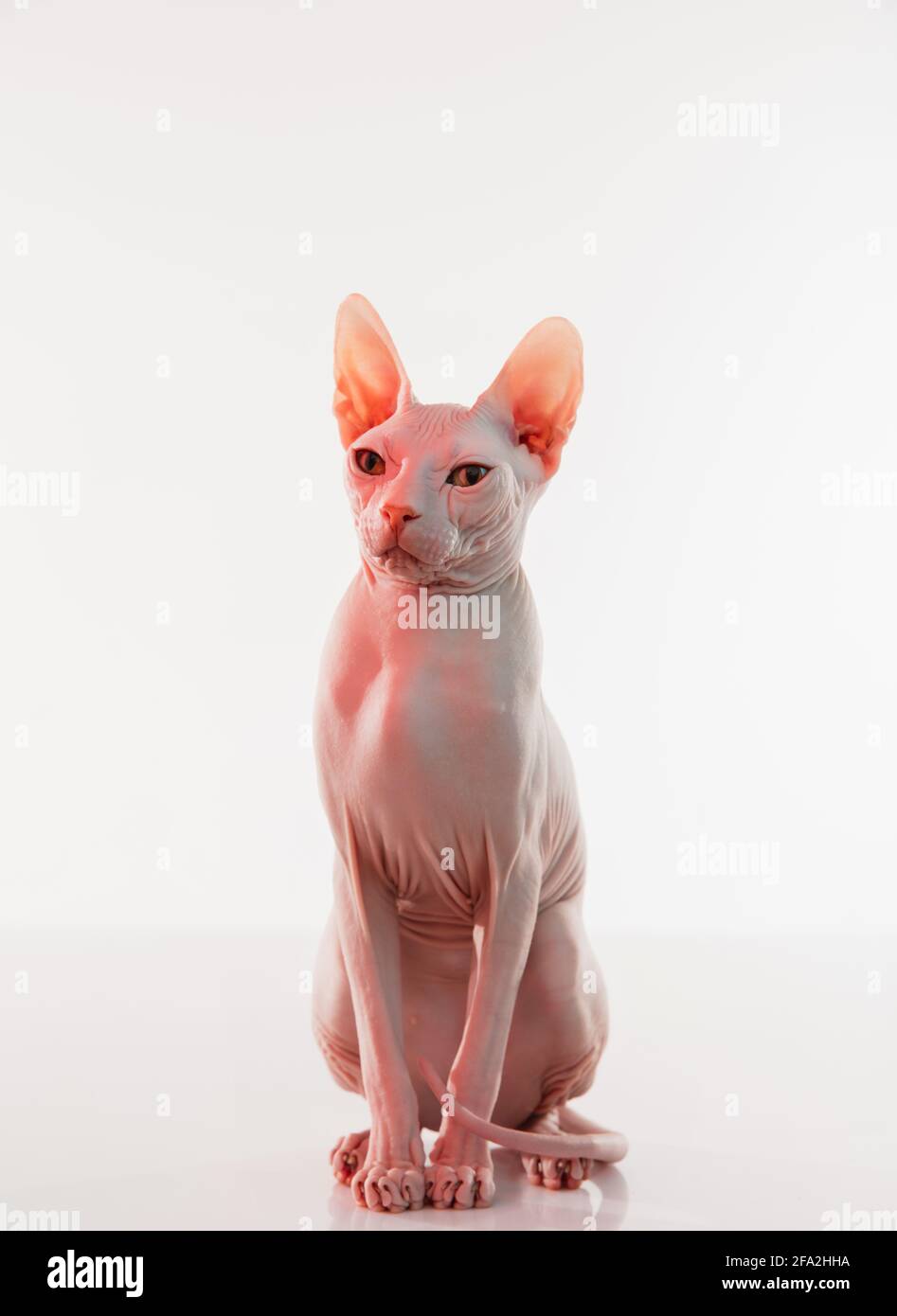 Cute sphynx cat, kitty posing isolated over white studio background in ...
