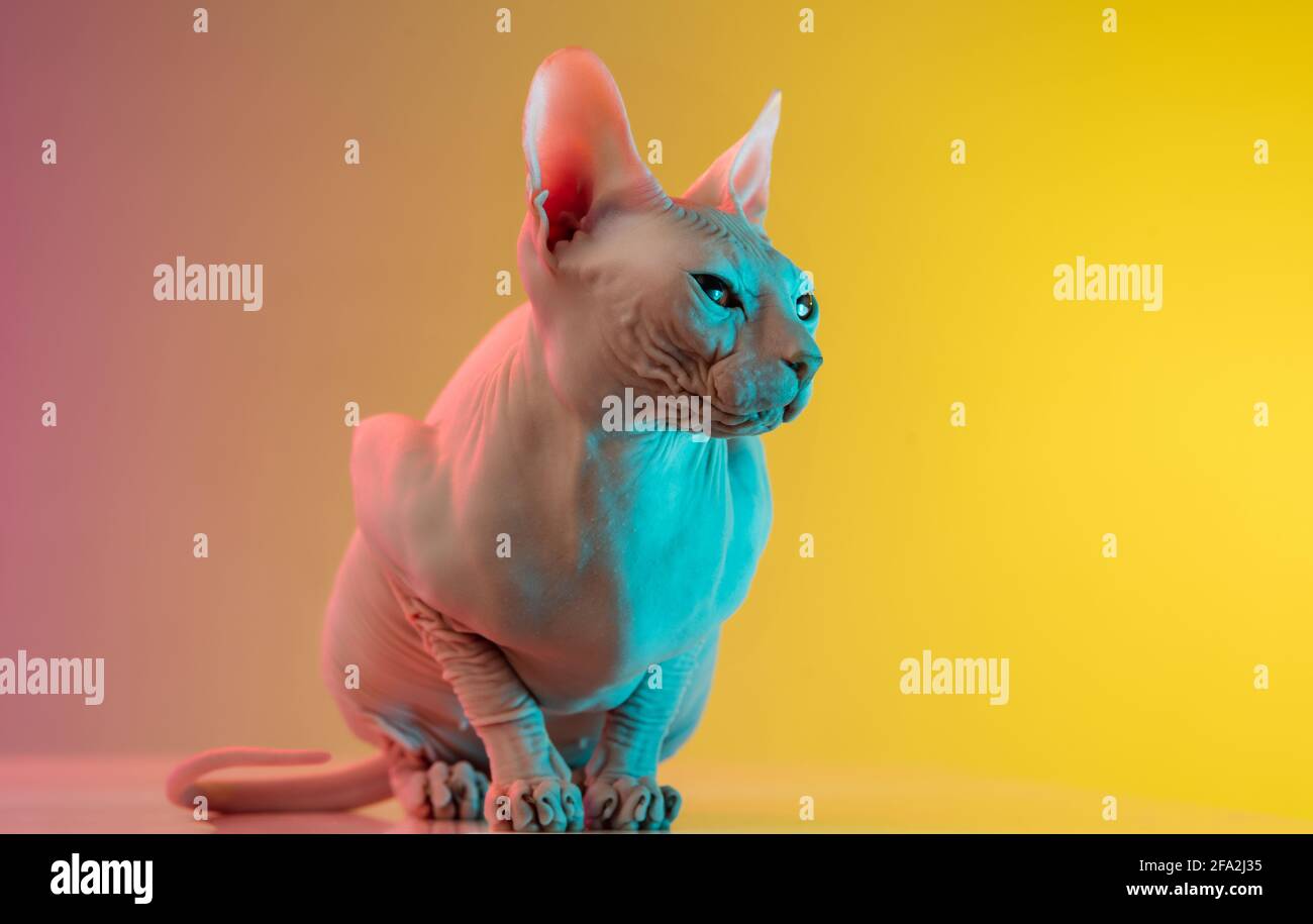 Cute sphynx cat, kitty posing isolated over gradient studio background ...
