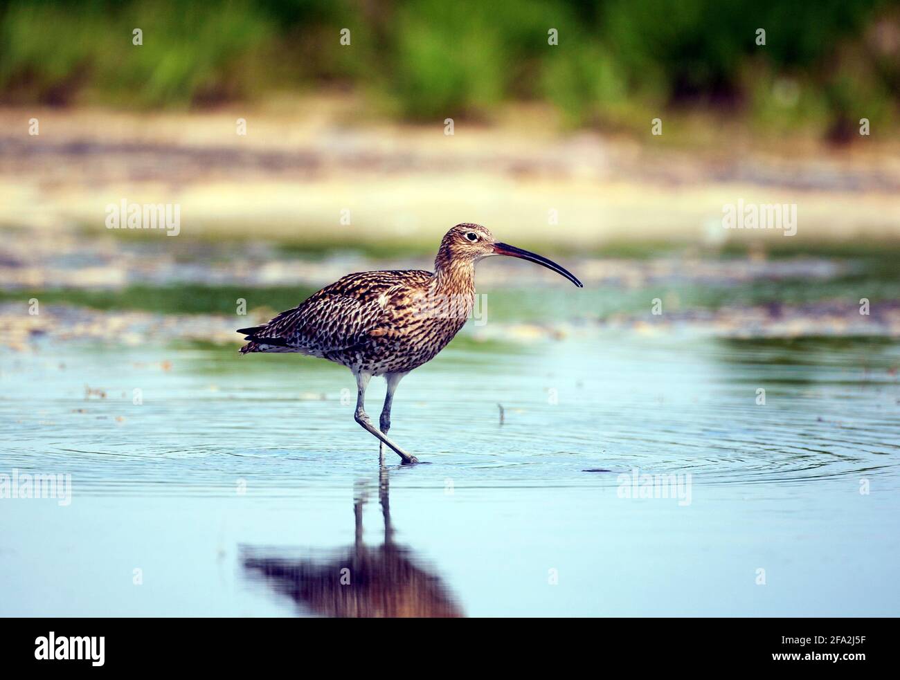 Common Curlew (Numenius arquata) Photo: Bengt Ekman / TT / code 2706 ...