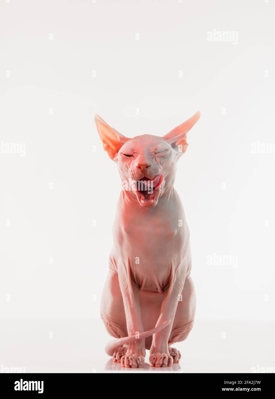 Cute sphynx cat, kitty posing isolated over white studio background in ...