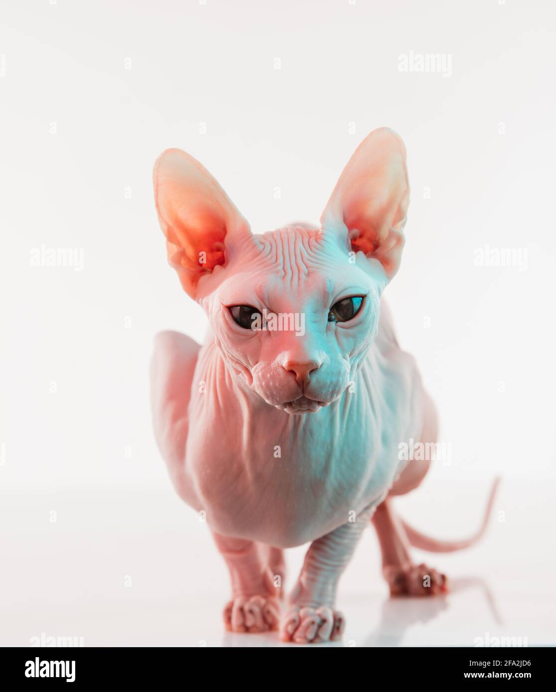 Cute sphynx cat, kitty posing isolated over white studio background in ...